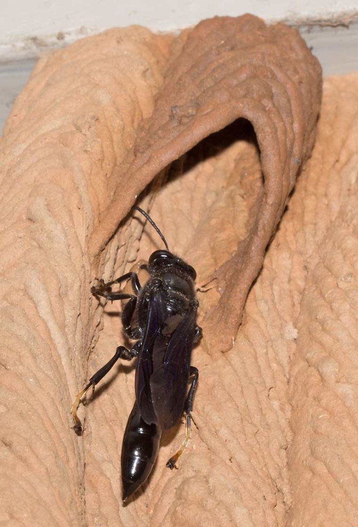 Organ Pipe Mud Wasp nest 1 | A Naturalist's Journal