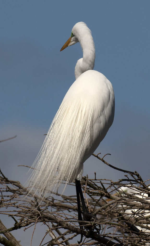 Great Egret! | A Naturalist's Journal